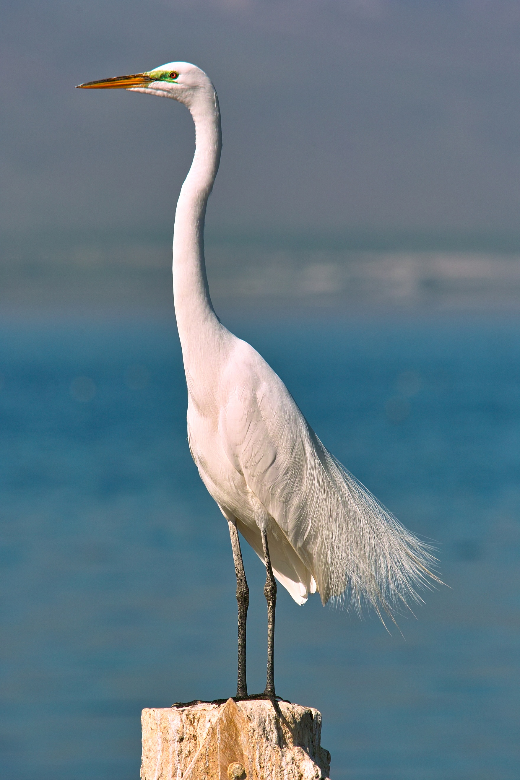 Birds2 Object Detection Dataset By Mario Hernandez