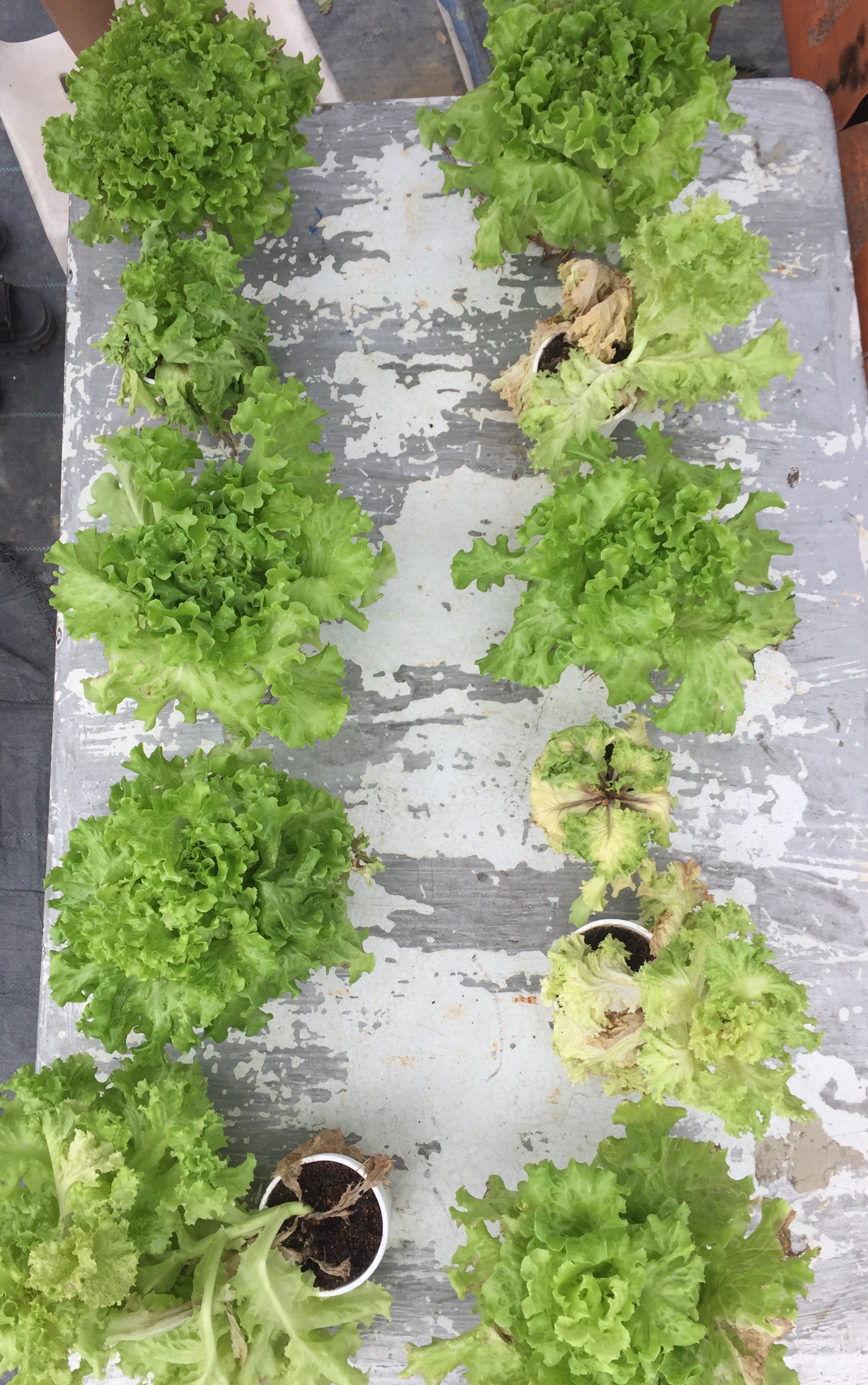 Lettuce Object Detection Model By Lettuce 4832