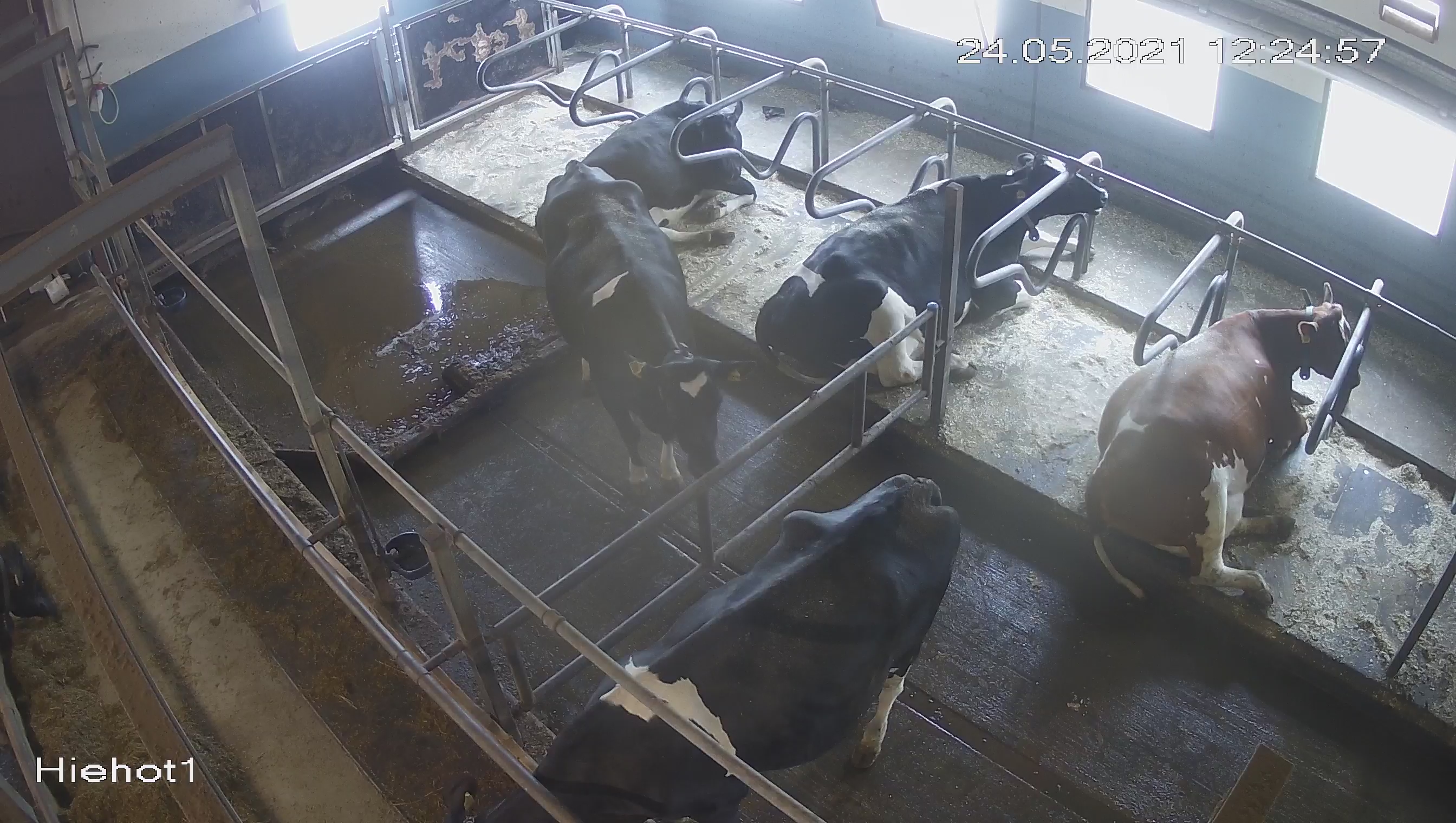 Cow Instance Instance Segmentation Dataset By Mitha Rachel Jose