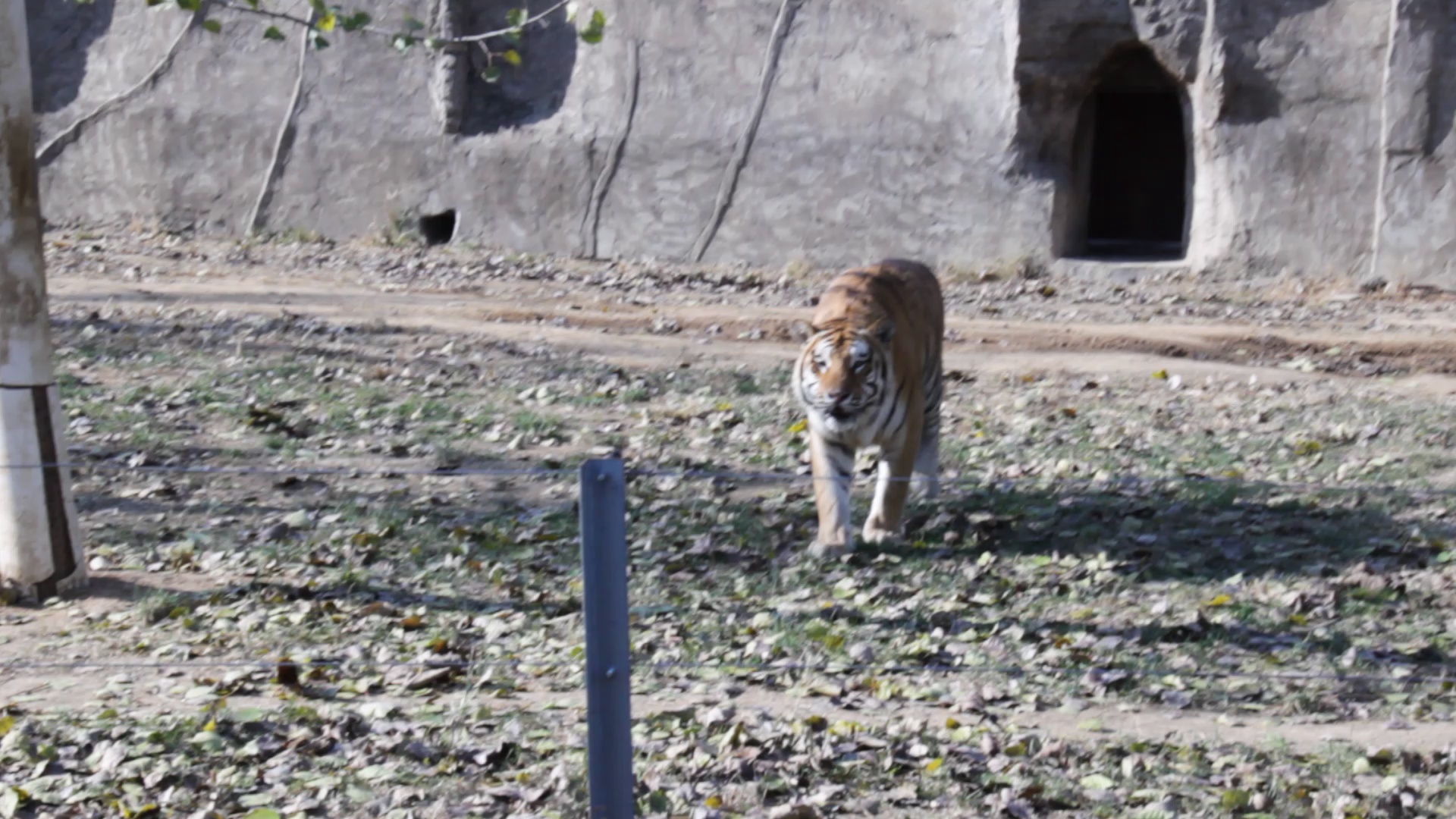 Tigers Test Object Detection Model (v3, 2025-03-03 10:39am) by IEEE ...