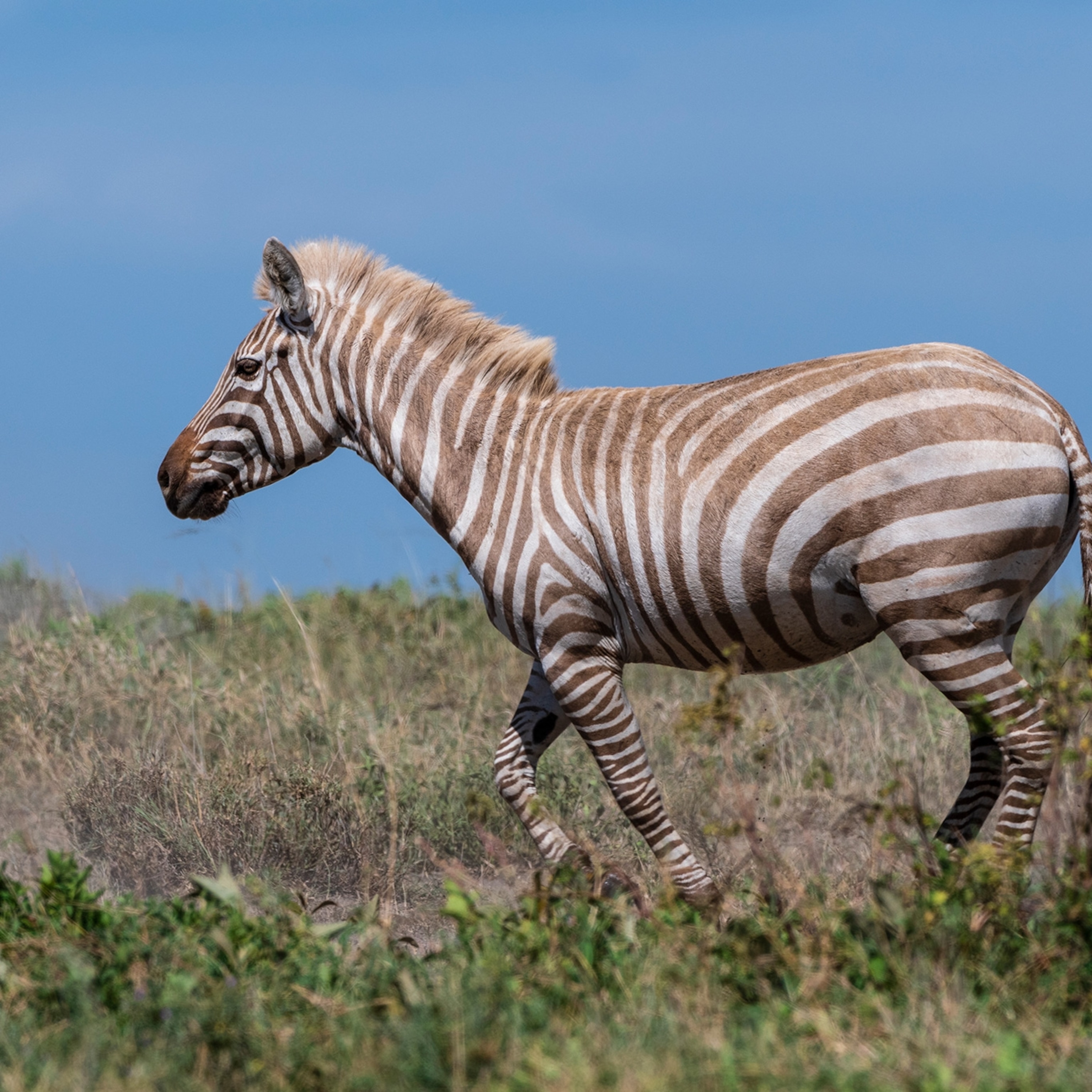 animal classification Object Detection Model by animal classification