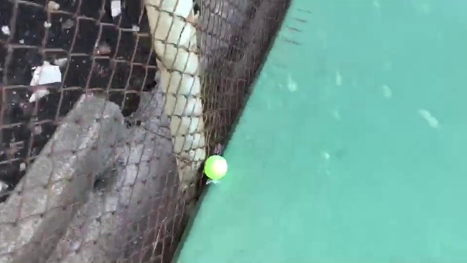 Tennis Ball Detection Model Object Detection Dataset By Robosub