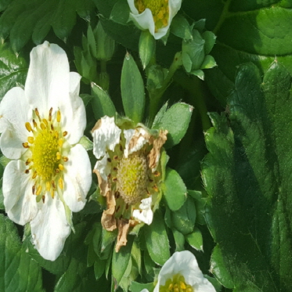 strawberry Object Detection Dataset by duanshuo