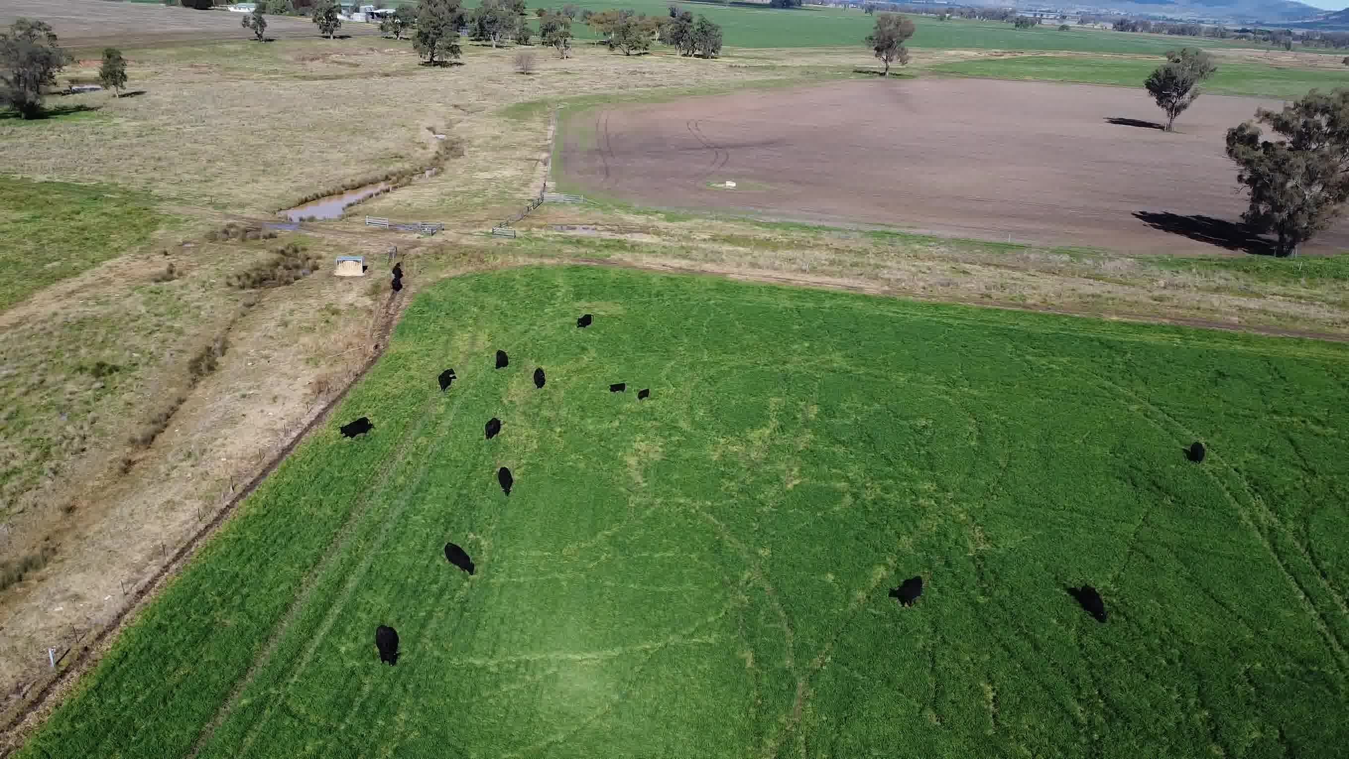 Aerial Cow and Calf Object Detection Model by Neoxra