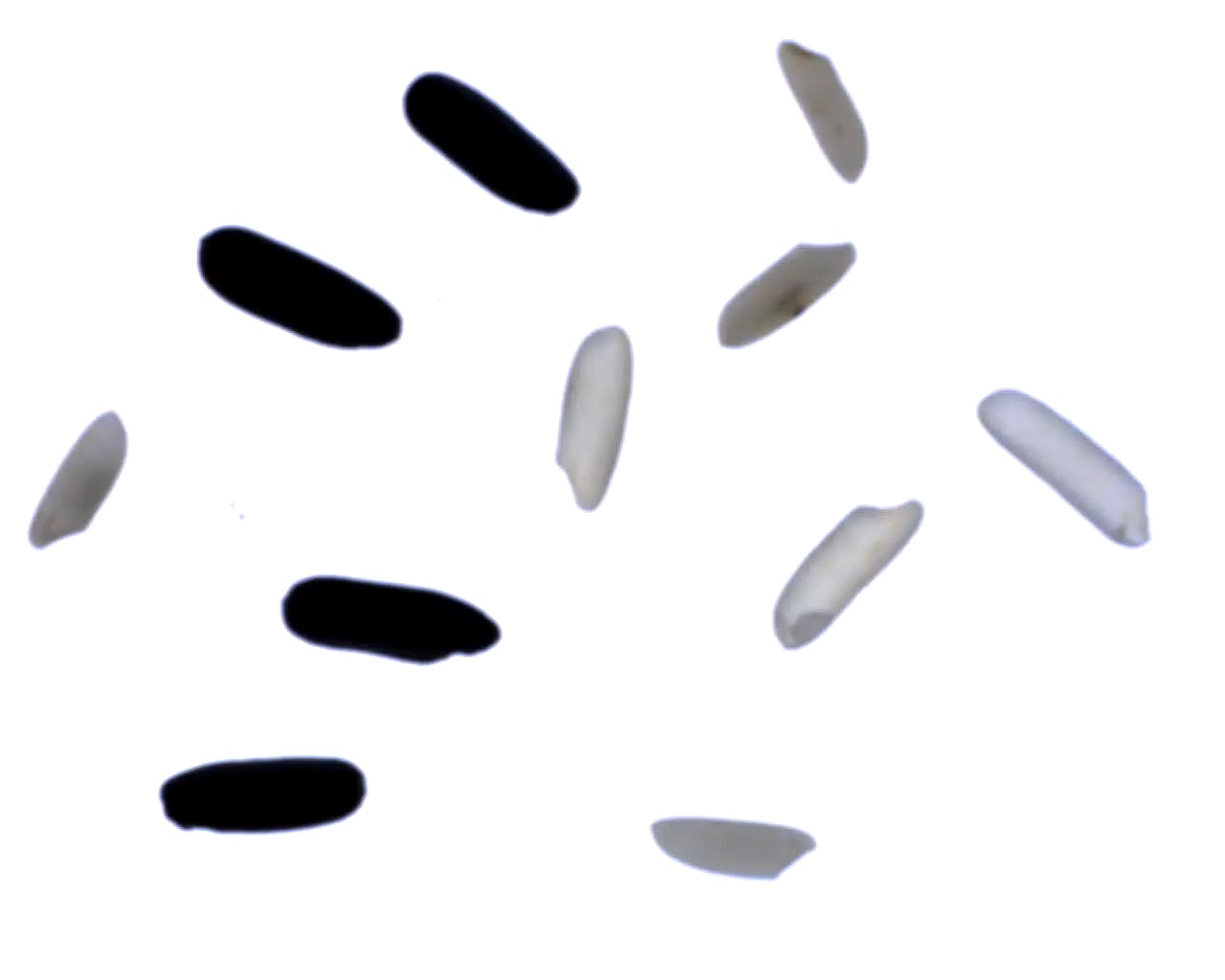 3 Types of rice Object Detection Dataset and Pre-Trained Model by MVI