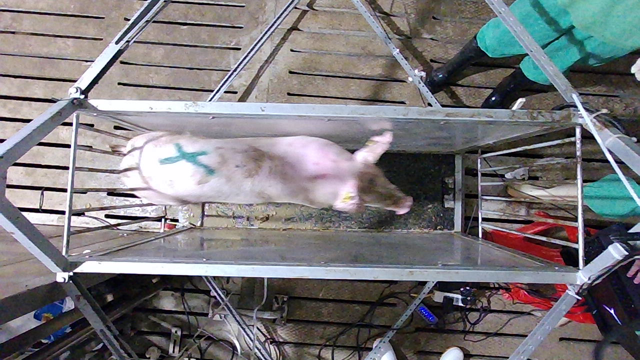 Live pigs Width Predict 2 Keypoint Detection Dataset by project-qgsqa