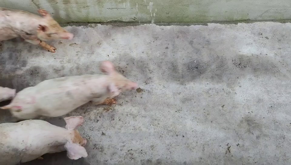 Pig corridor count Instance Segmentation Dataset by project-qgsqa