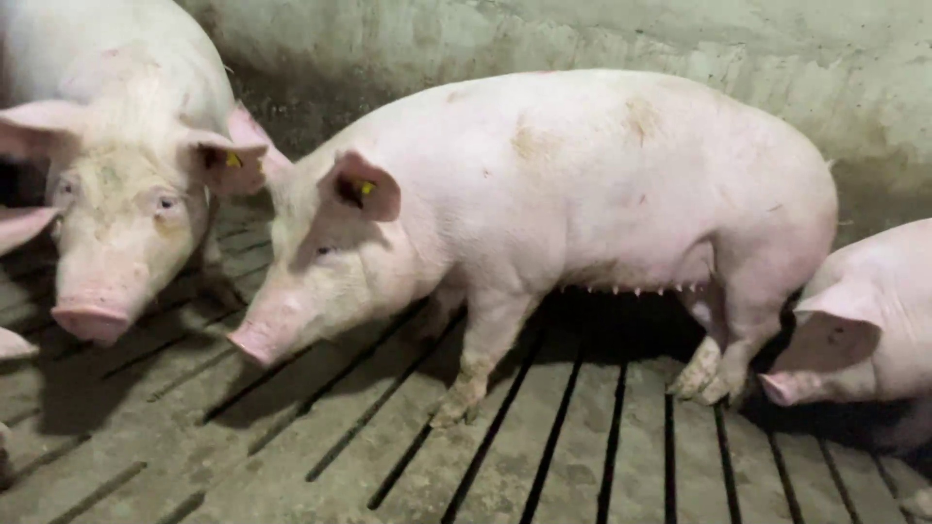 pig_ce 2 Keypoint Detection Dataset by project-qgsqa