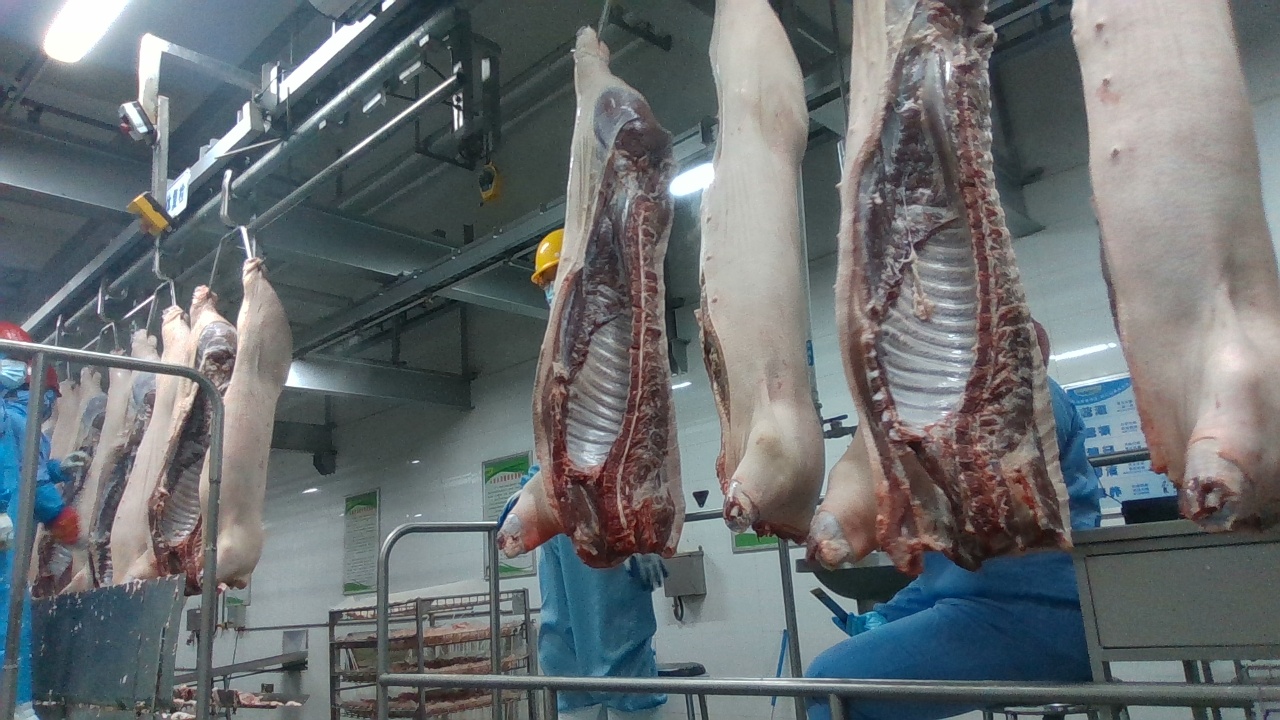 muyuan-carcass-length-3-point Keypoint Detection Dataset by project-qgsqa