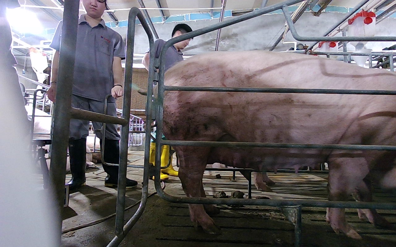 Pig Foot Angle Keypoint Detection Dataset by project-qgsqa