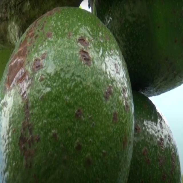 Defect In Avocado Instance Segmentation Model By Bruno Perrez