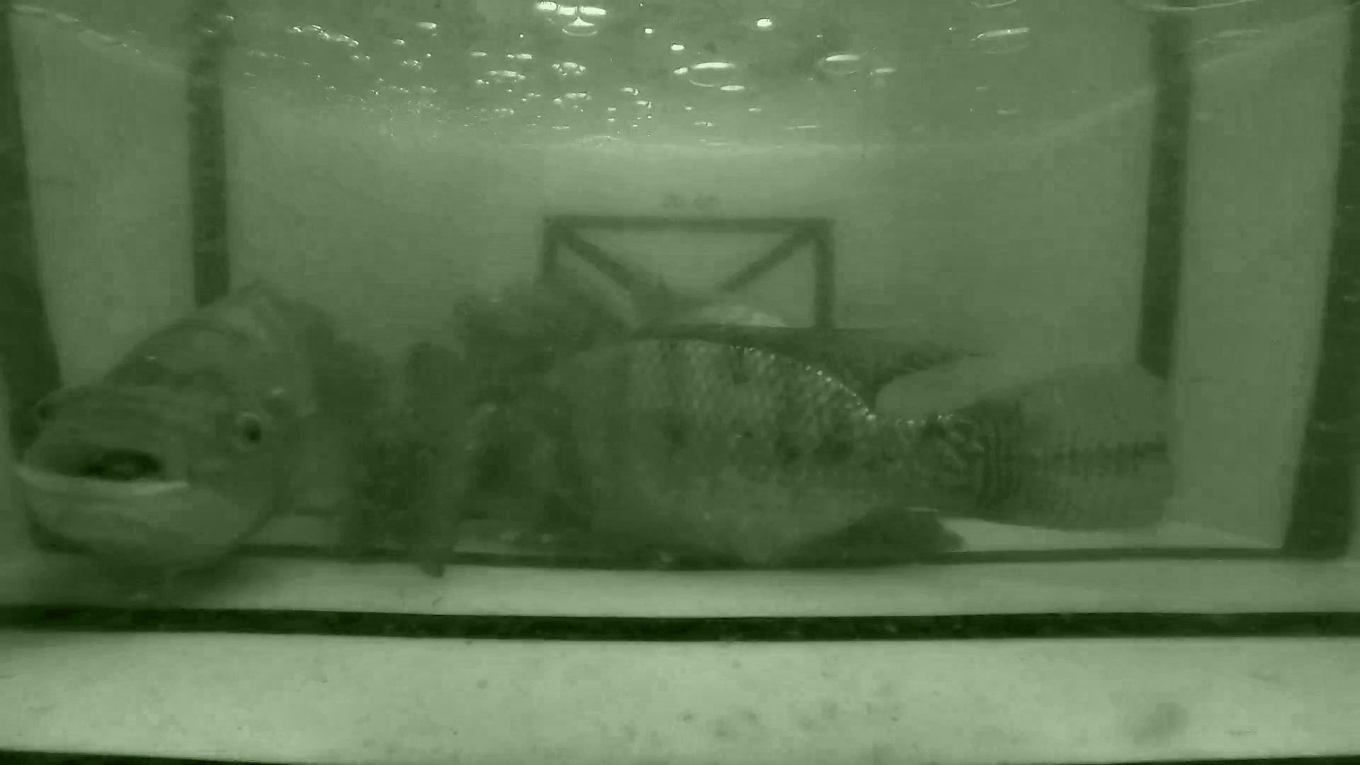 TT Object Detection Dataset and Pre-Trained Model by Fish