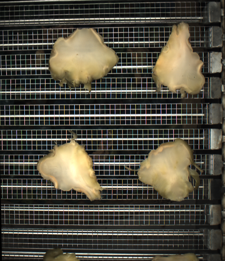 Mustard Object Detection Dataset and Pre-Trained Model by Mustard