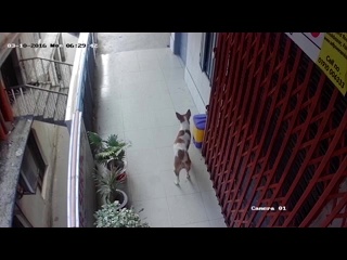 violence detection Object Detection Model by Rahaf