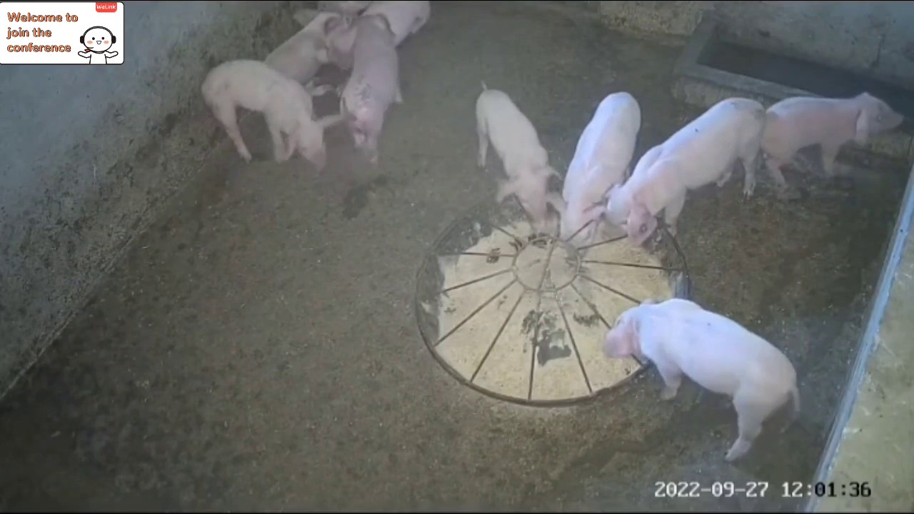 视频_猪只体态 Object Detection Dataset by wang