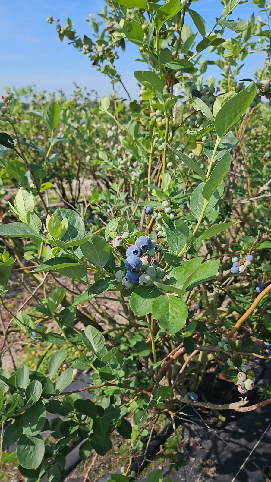 hello_berries Object Detection Model by PRT