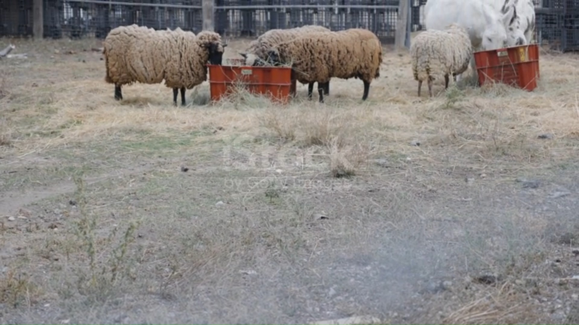 biased_model_animal_disease Object Detection Model by ...