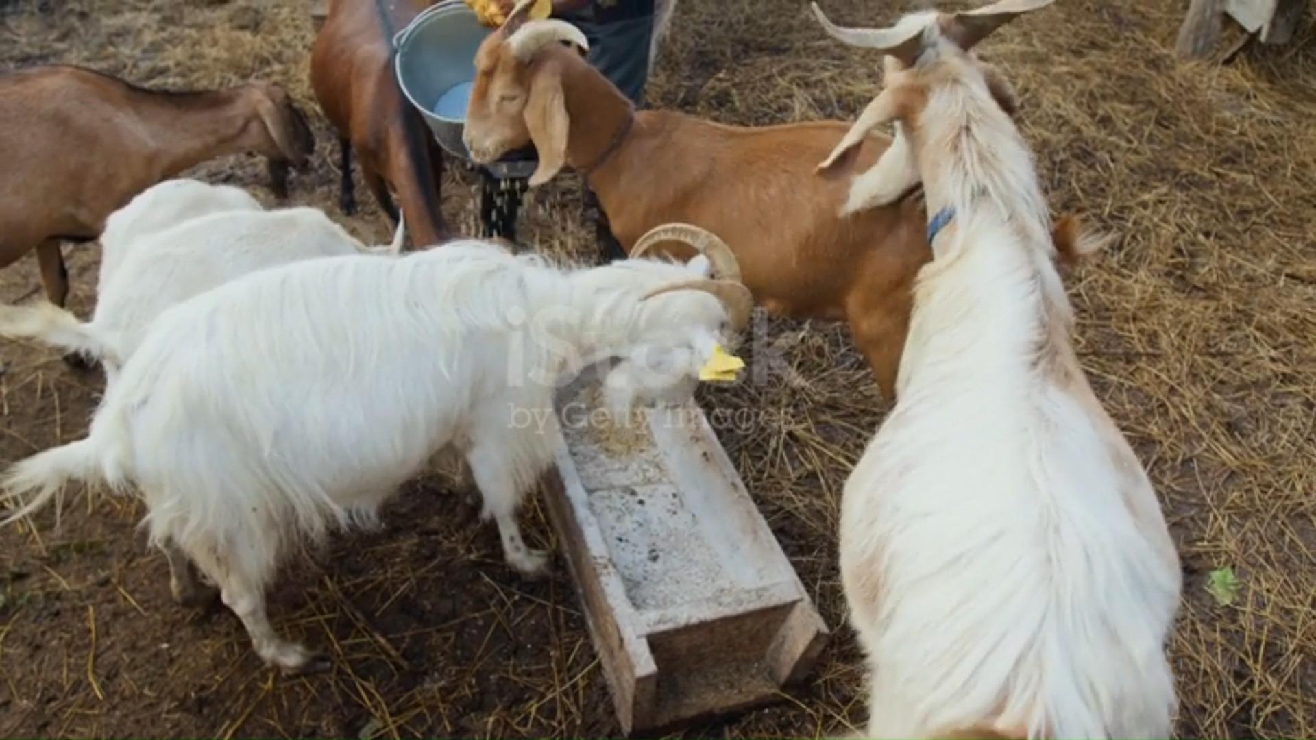 biased_model_animal_feeding Object Detection Dataset and Pre-Trained ...