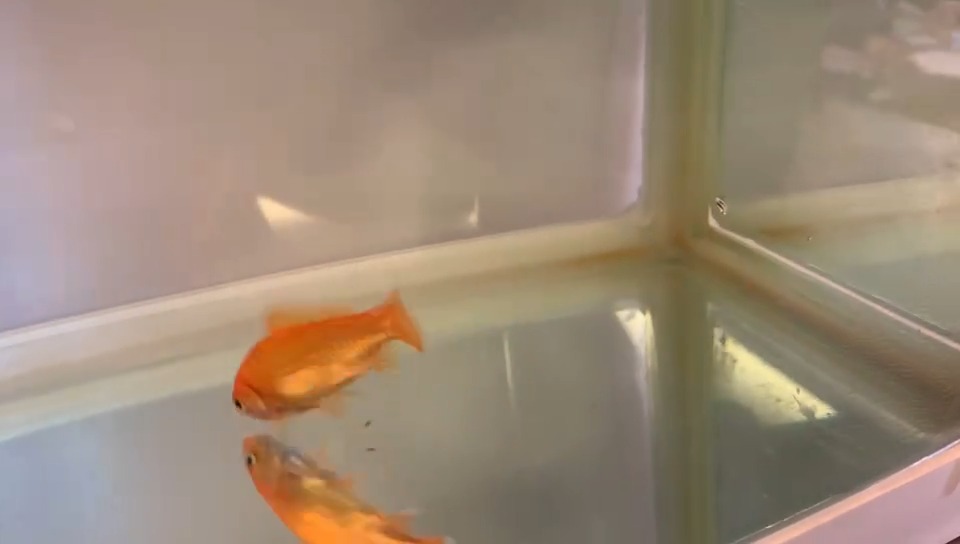 new_fish_detect_2 Object Detection Dataset and Pre-Trained Model by ...