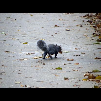 Squirrel 1 Object Detection Dataset by Nhan dien anh