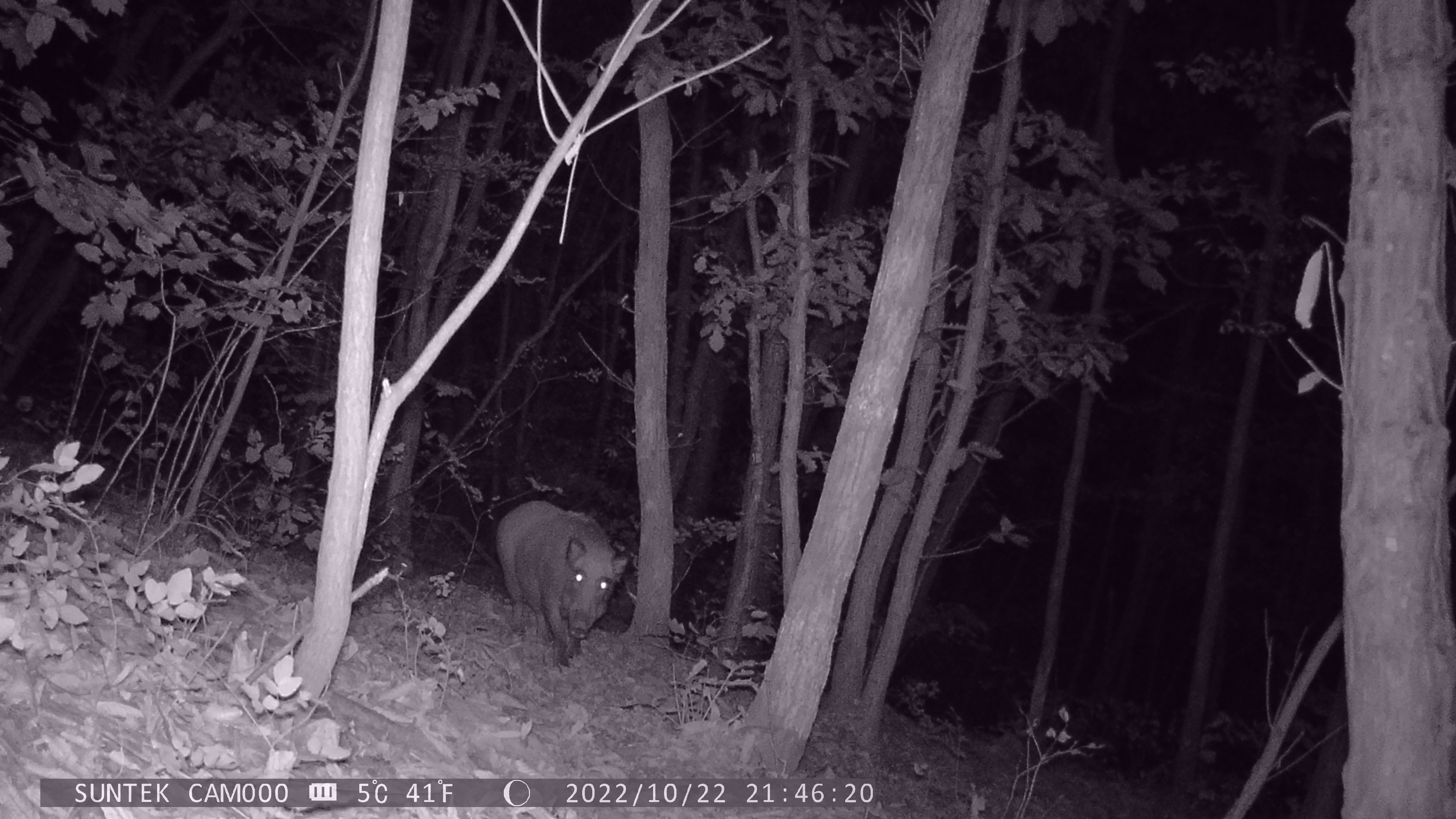 Boundingbox_species5_200 Object Detection Dataset by YOLO v8 Tutorial