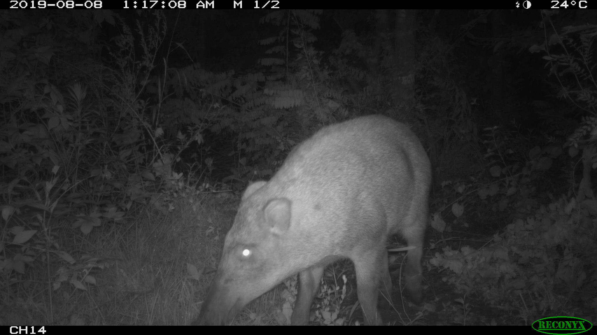 DetectAgeofBoar Object Detection Dataset by YOLO v8 Tutorial