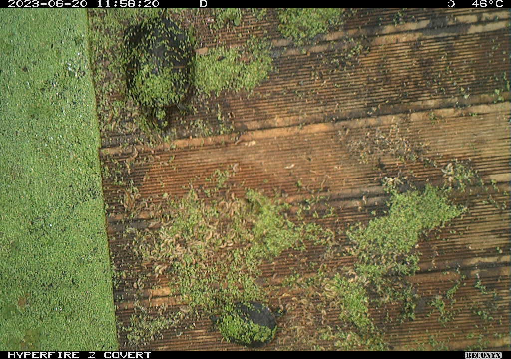 Anshim_Turtle_Merge Object Detection Dataset by YOLO v8 Tutorial