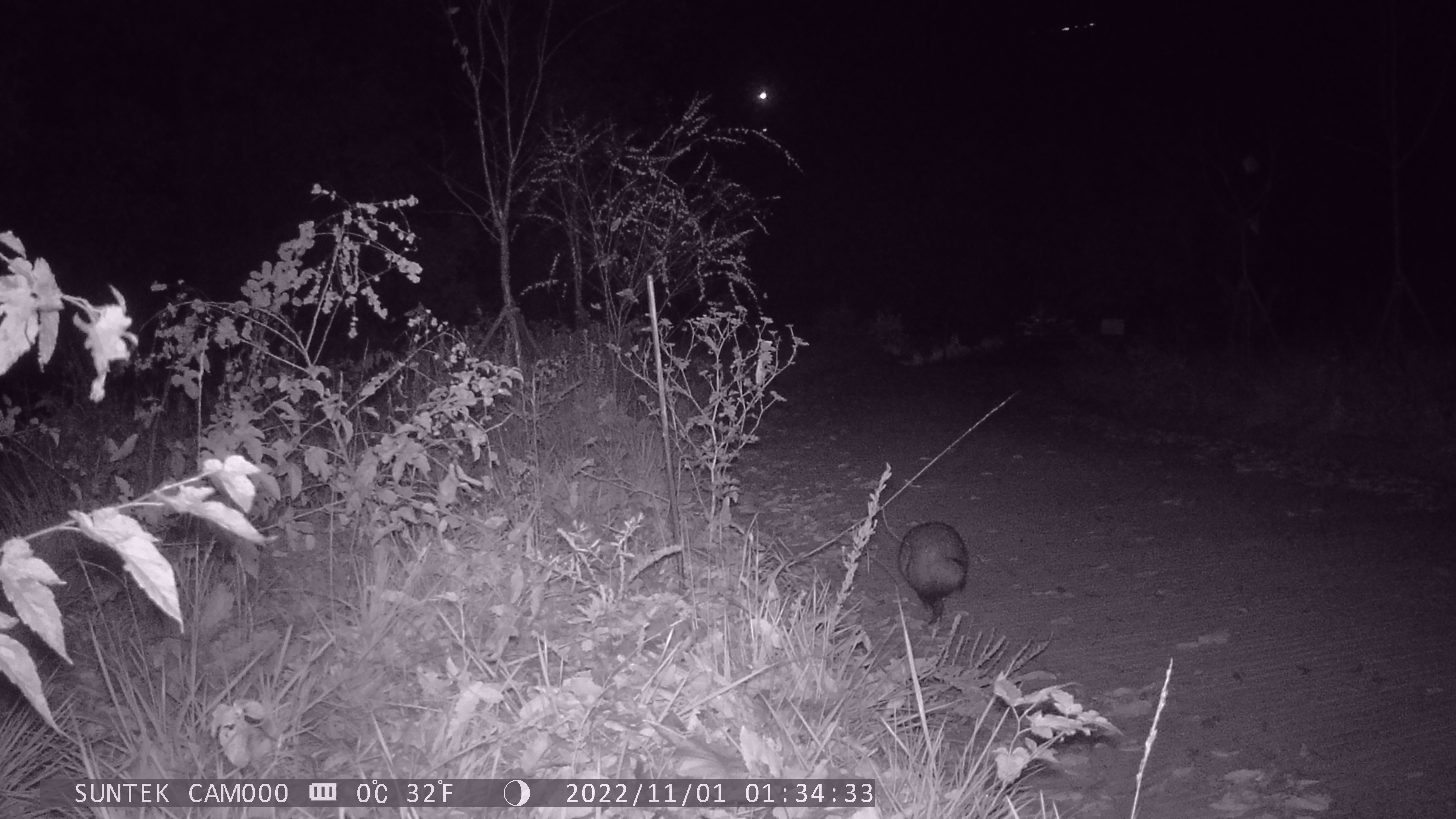 species3_raccoon_100 Object Detection Dataset by YOLO v8 Tutorial