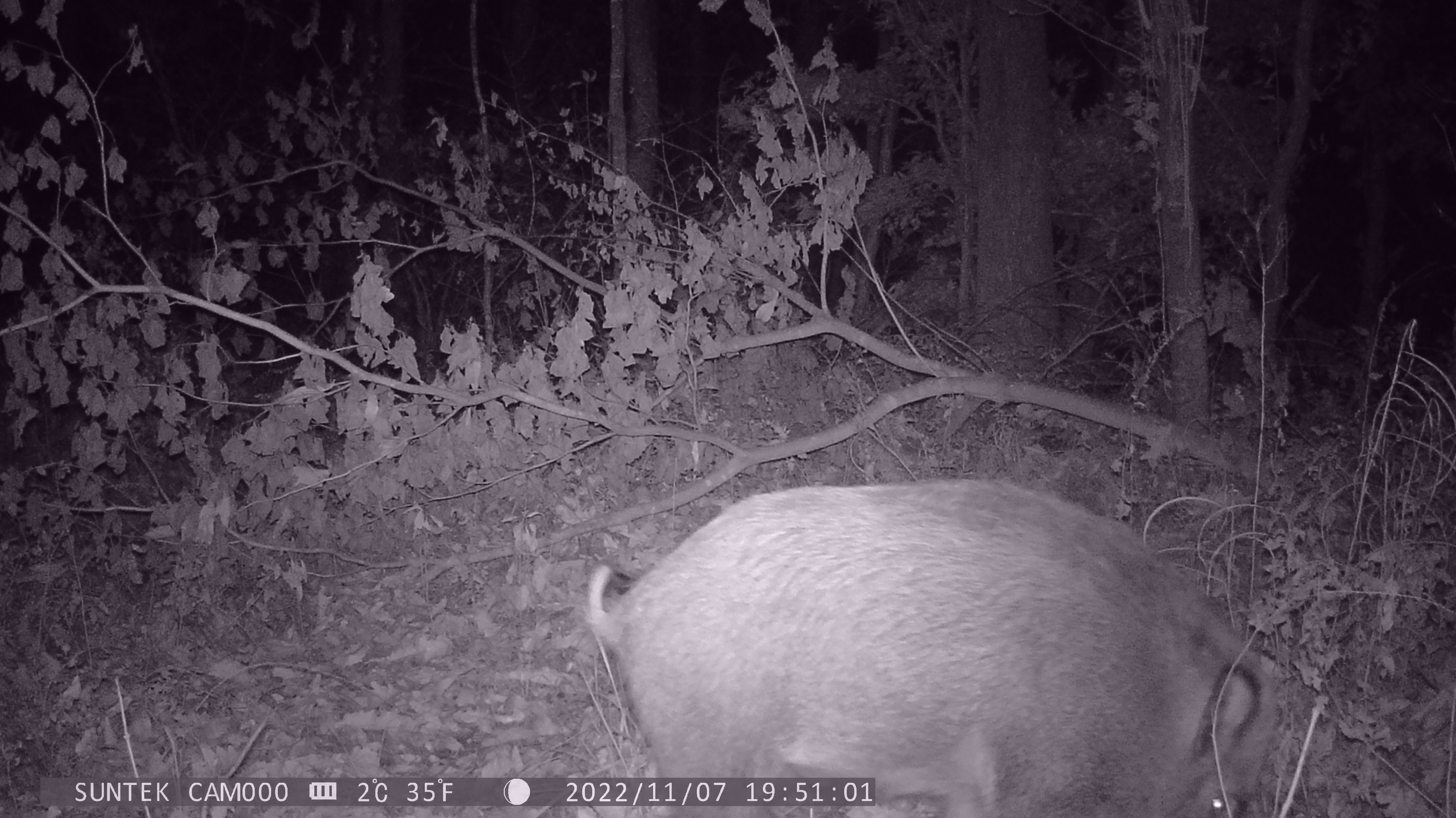 species1_boar_100 Object Detection Dataset by YOLO v8 Tutorial