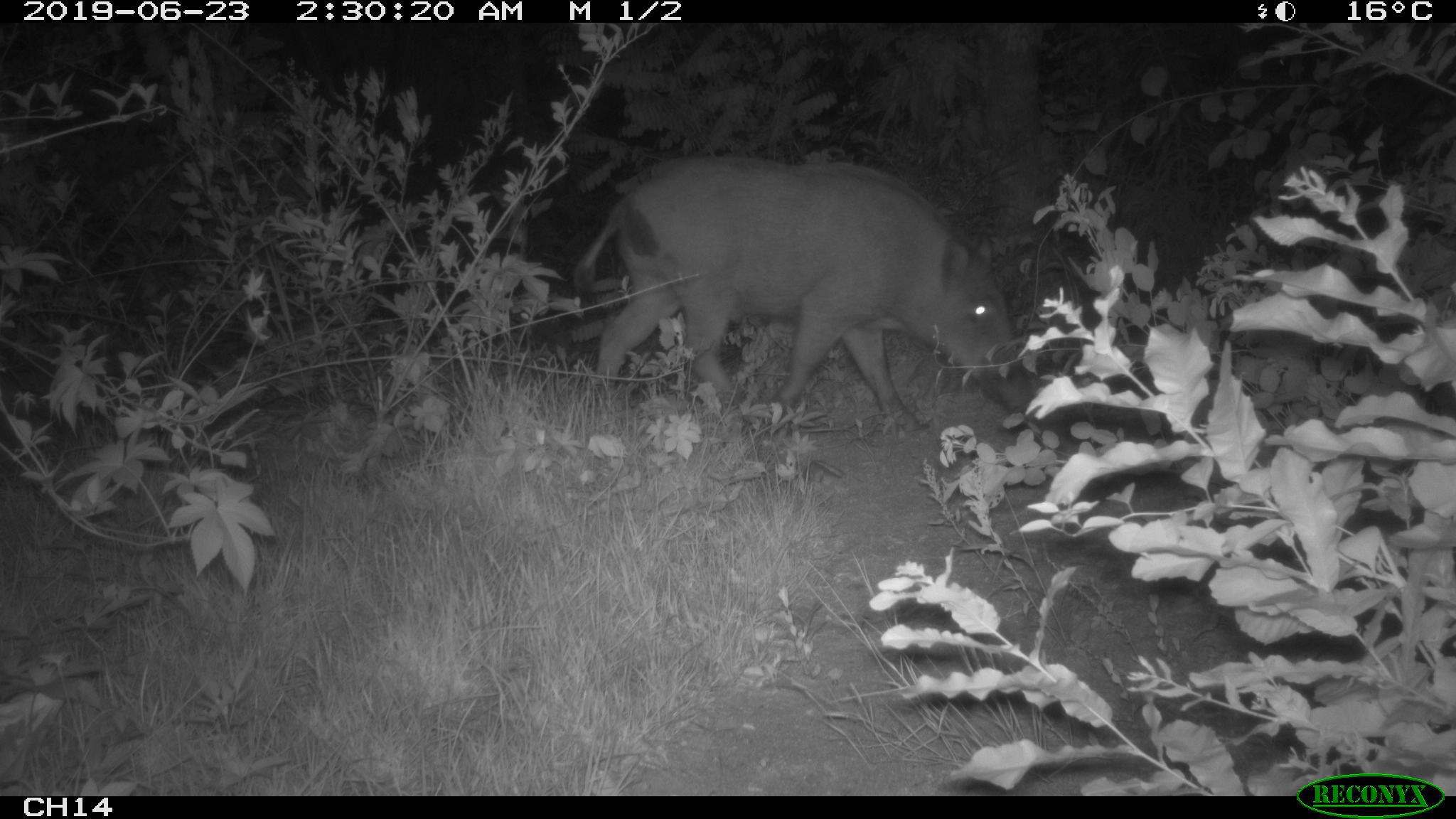Boar Detection1 Object Detection Dataset By Yolo V8 Tutorial
