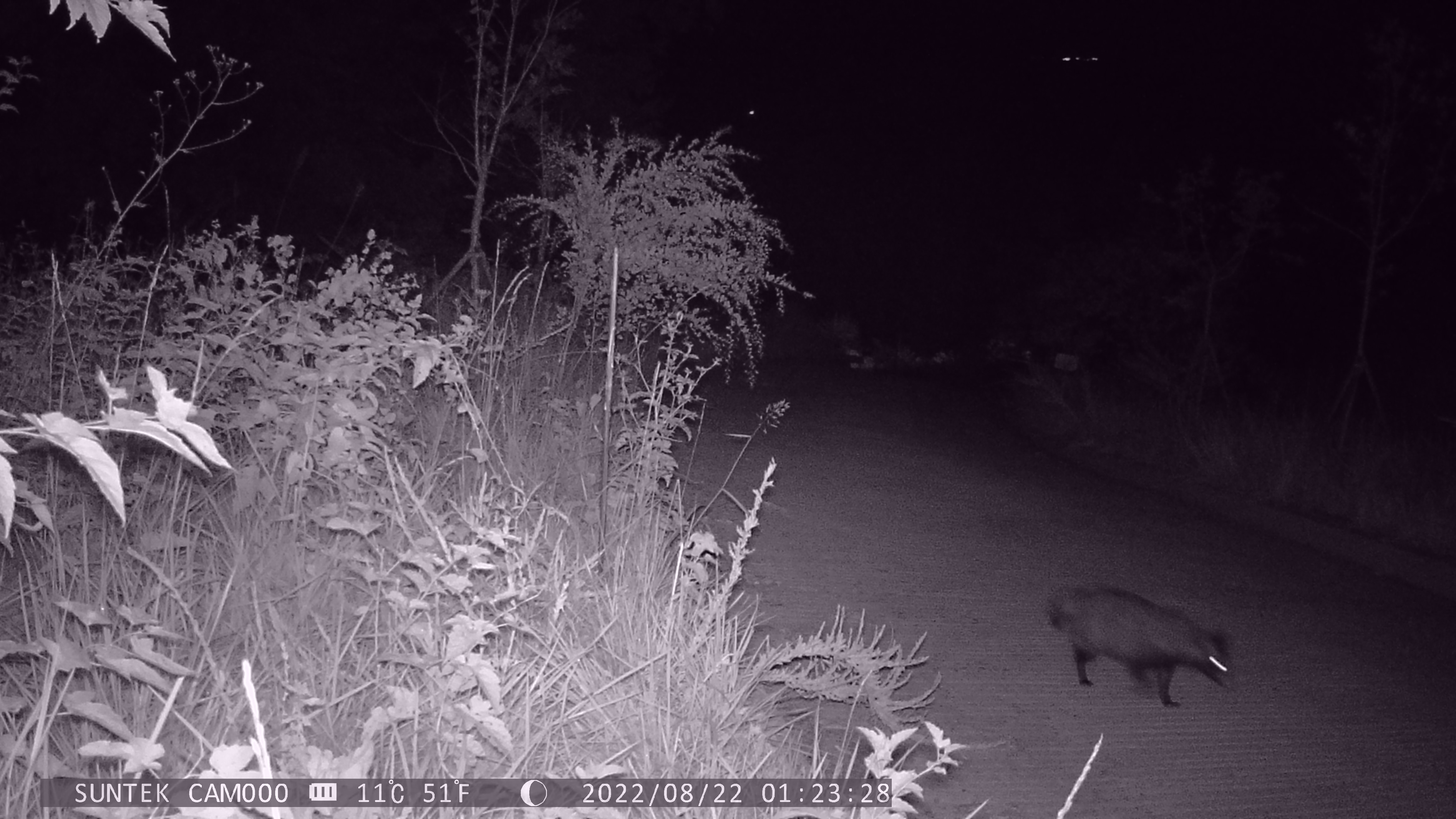 Species3 Raccoon 200 Object Detection Dataset By Yolo V8 Tutorial