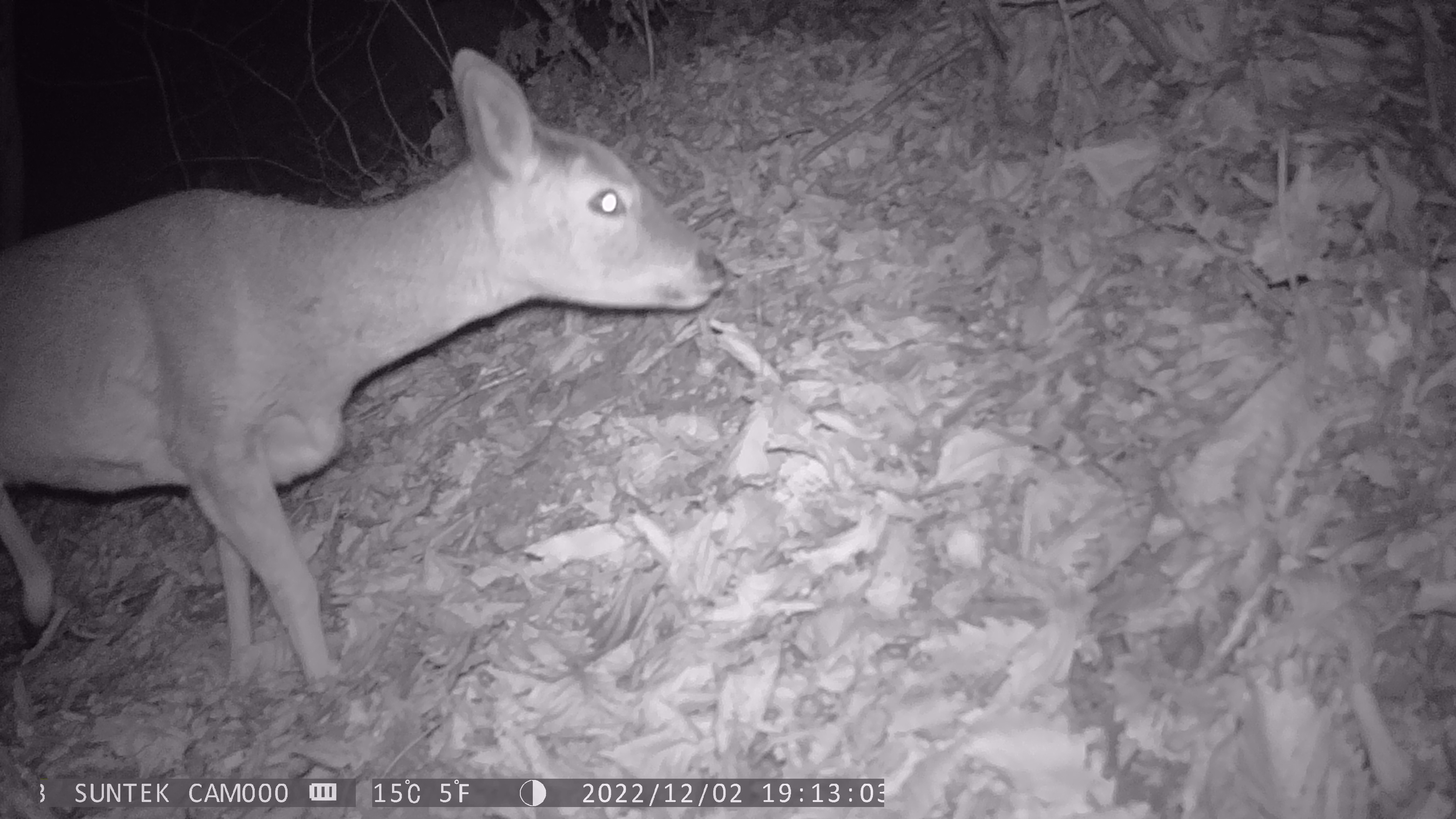 species2_roe_deer_100_ Object Detection Dataset by YOLO v8 Tutorial