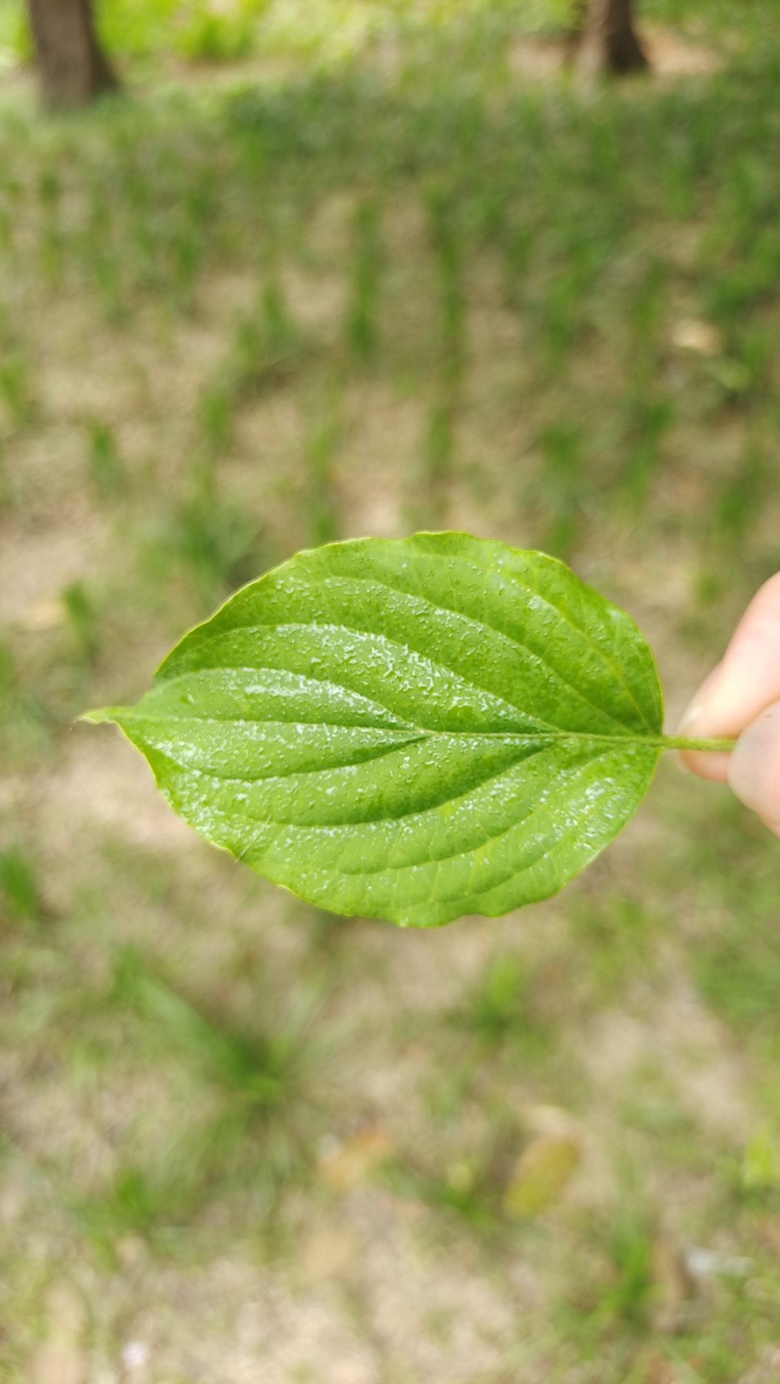 leaf_data Instance Segmentation Dataset by treelabel