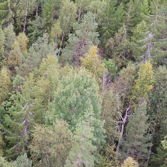 find_trees Object Detection Dataset and Pre-Trained Model by Forest cutting