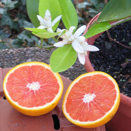 orange_detection› Object Detection Dataset by oranges