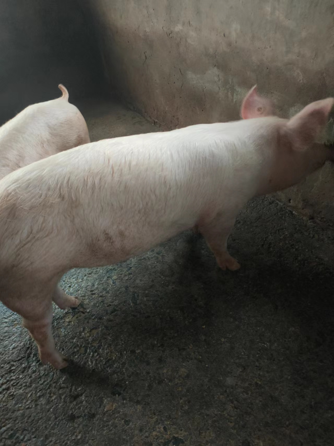 pig Object Detection Dataset by LiveStock