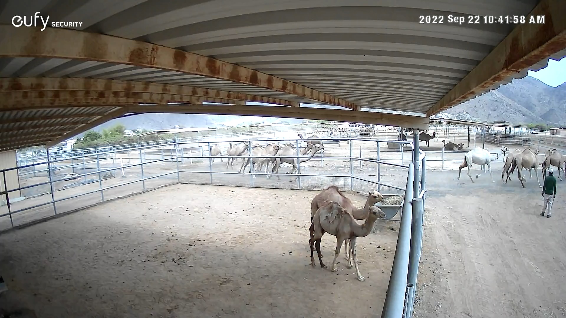 Camel-AI Instance Segmentation Dataset by MBZUAI