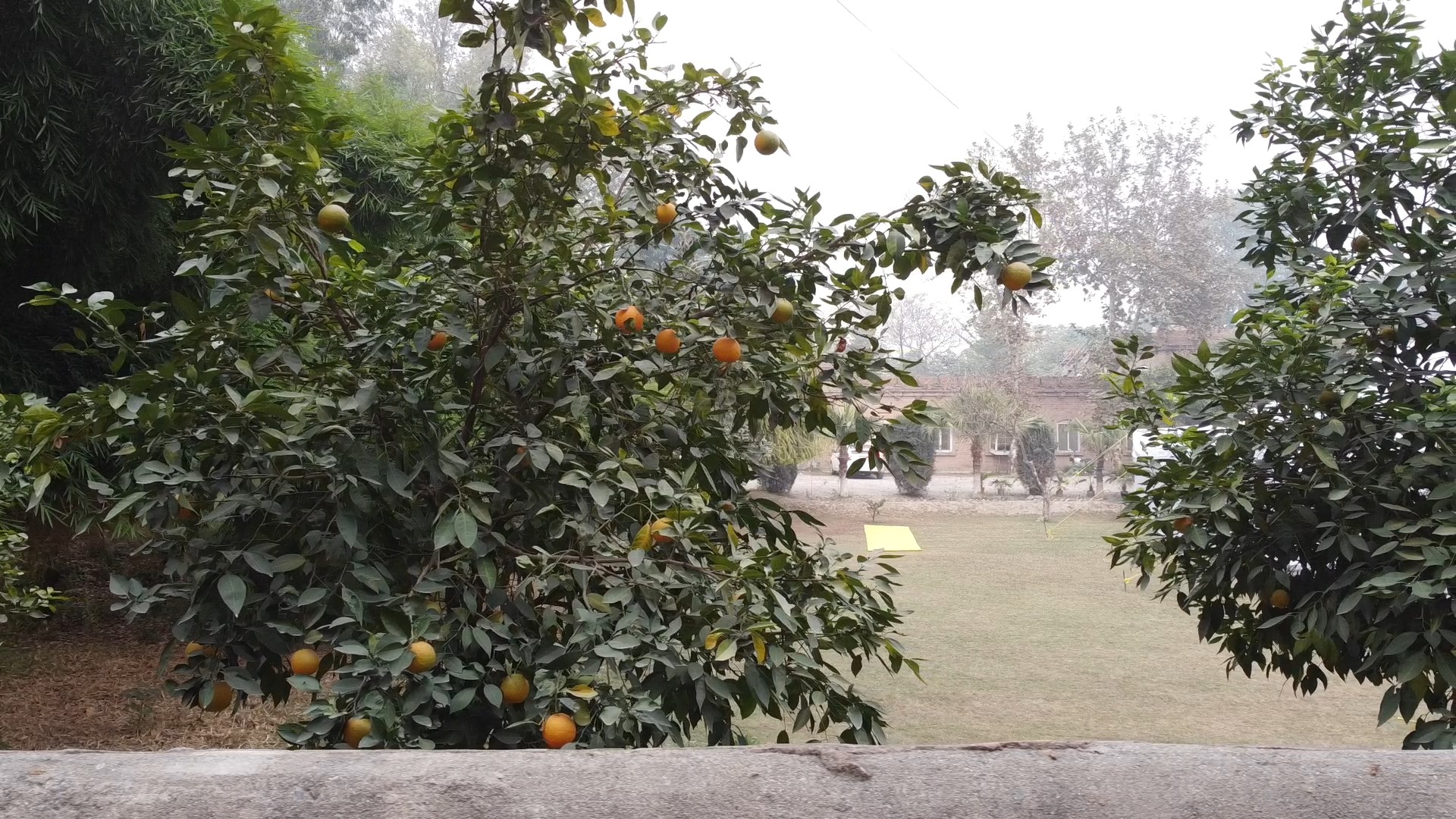 Citrus Icp Uav Ripeness Object Detection Dataset By Mbzuai