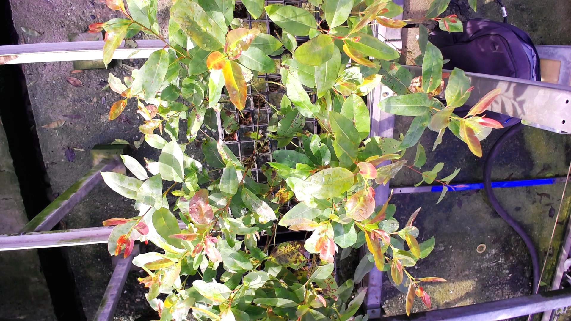 general leaf Instance Segmentation Dataset by xnt segment