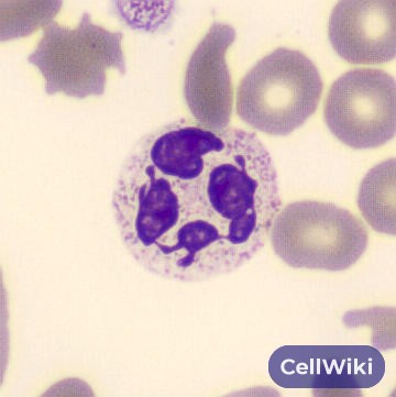 How to Use the Blood Cell Identification Object Detection API