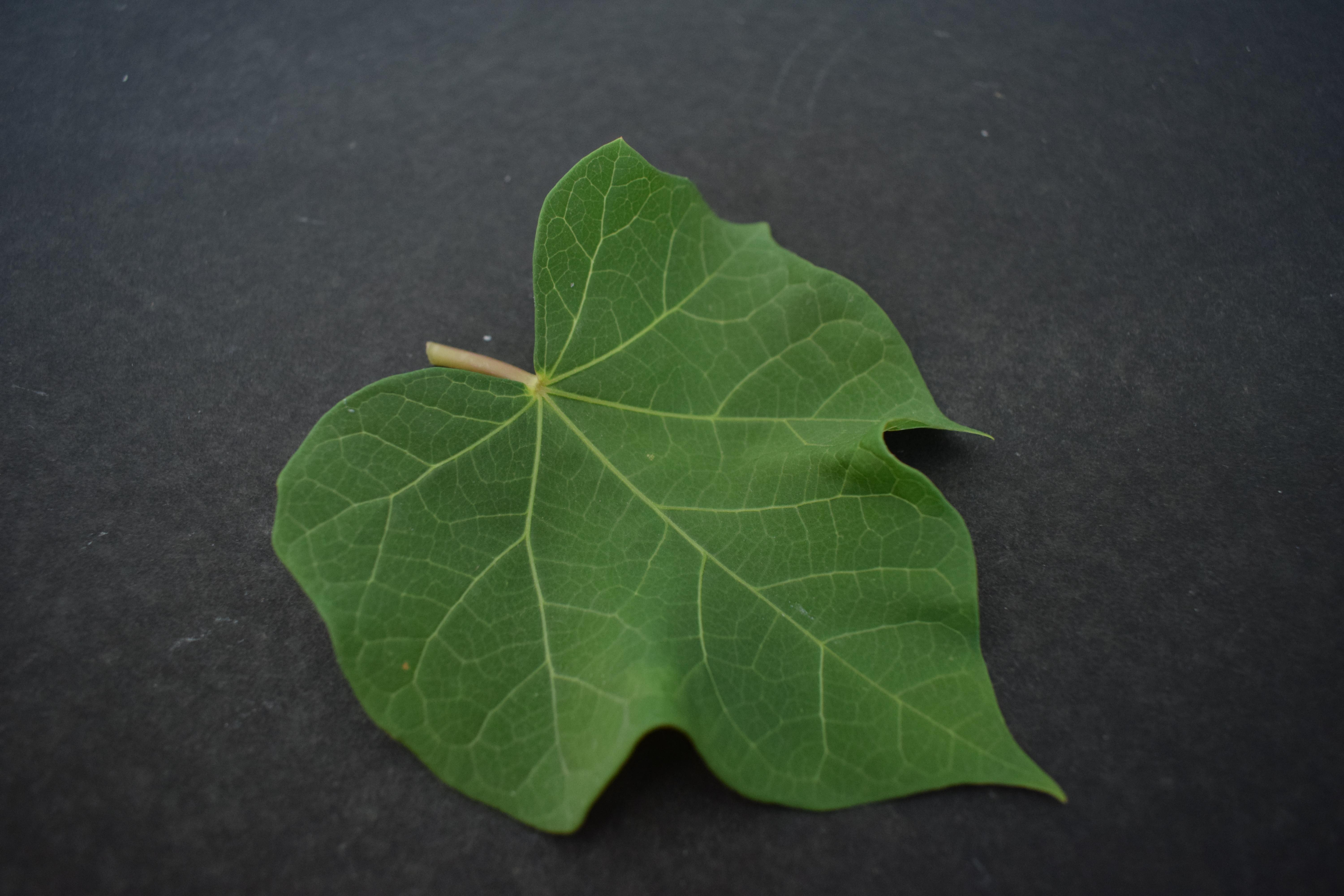 leaves Instance Segmentation Dataset by Leaf disease detection