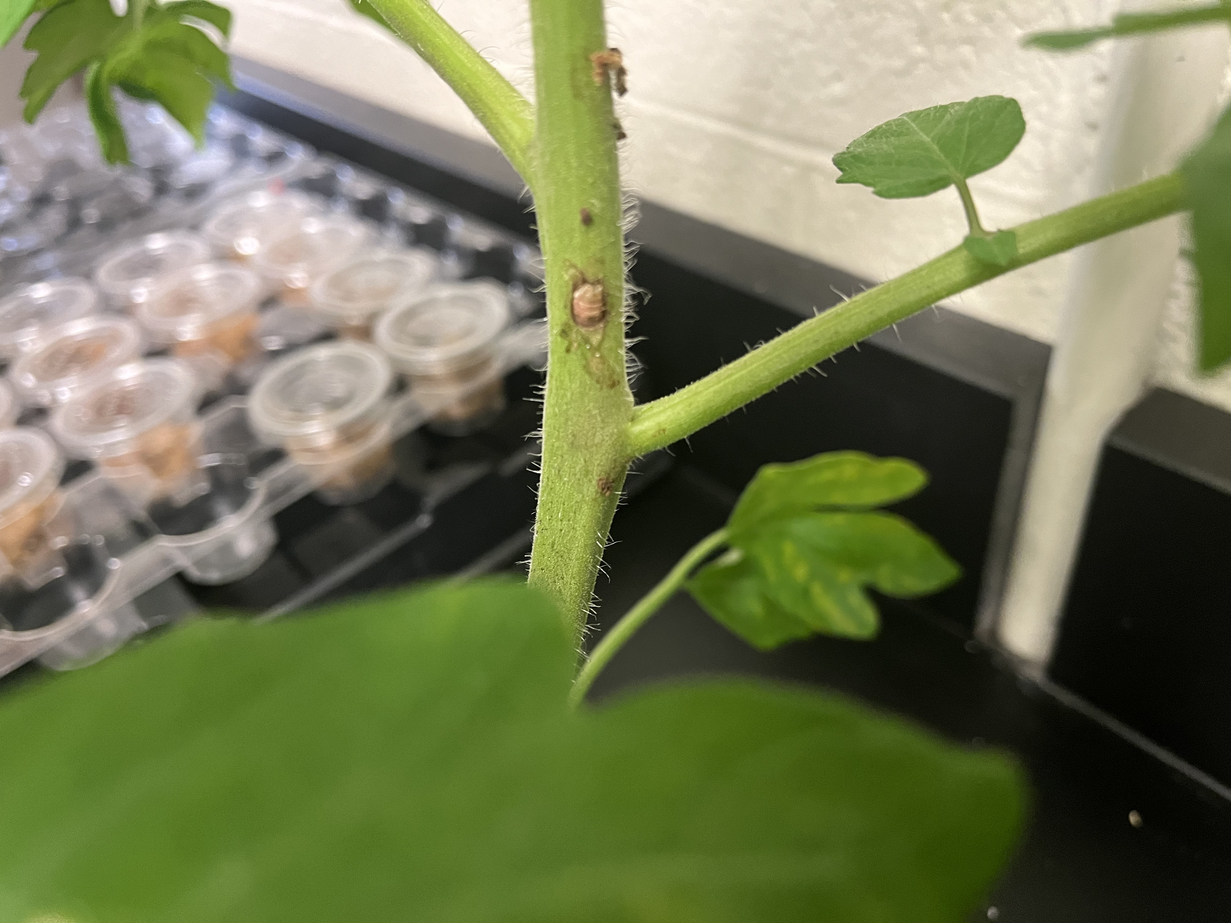 ENT597 Corn Earworm detection Object Detection Model by Sophia Mucciolo