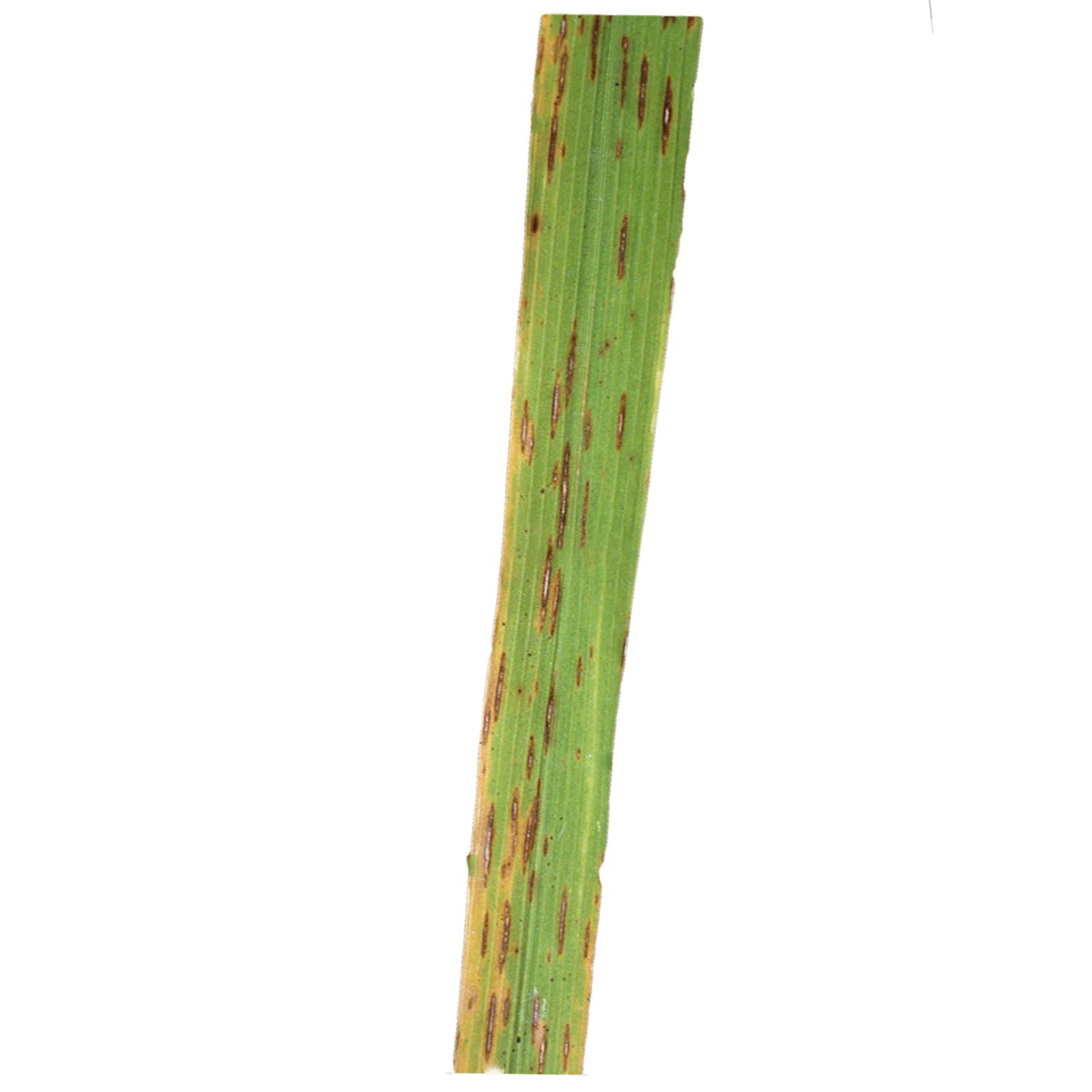 Rice_leaf_VIT Classification Model by yolorice