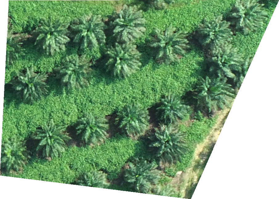 palm Object Detection Model by palmcounting