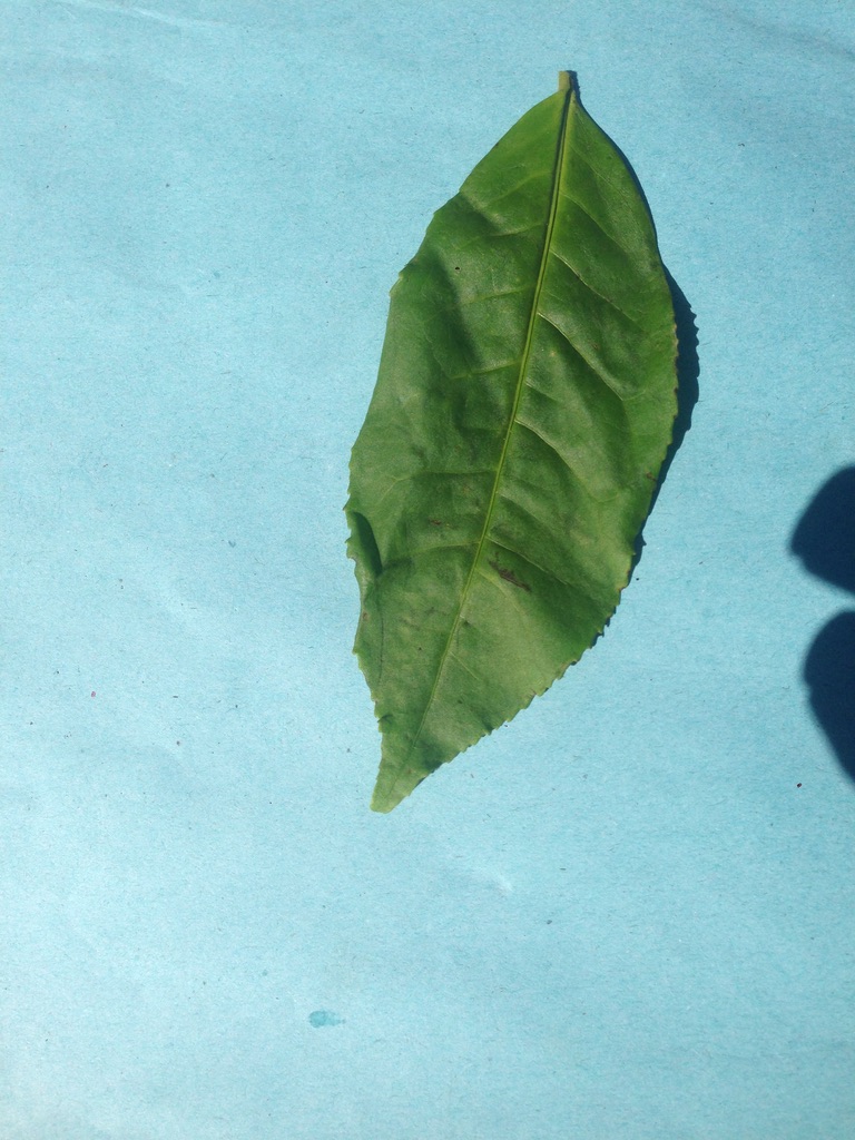 Tea leaf disease Object Detection Dataset and Pre-Trained Model by Giles