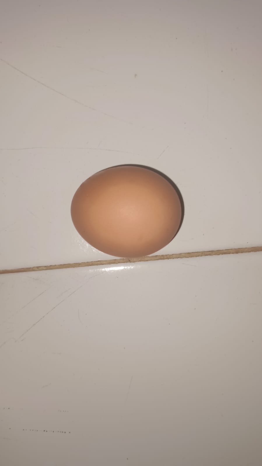 Telur Instance Segmentation Dataset and Pre-Trained Model by eggmaster