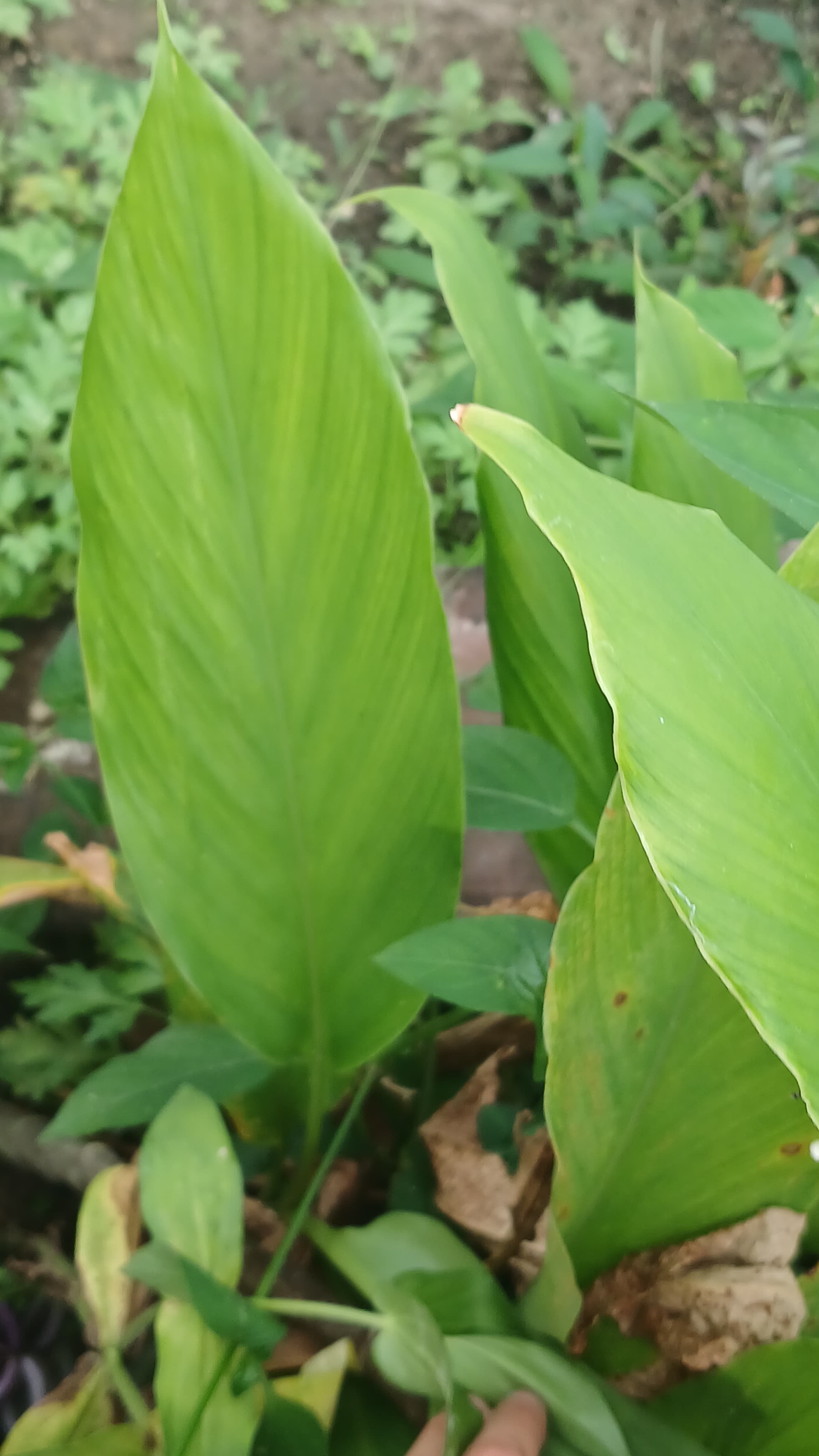 Herbal Plant Object Detection Model by HerbalPlant