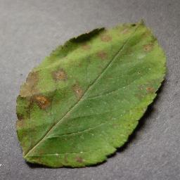 Apple_cedar Object Detection Dataset by Skill Issue