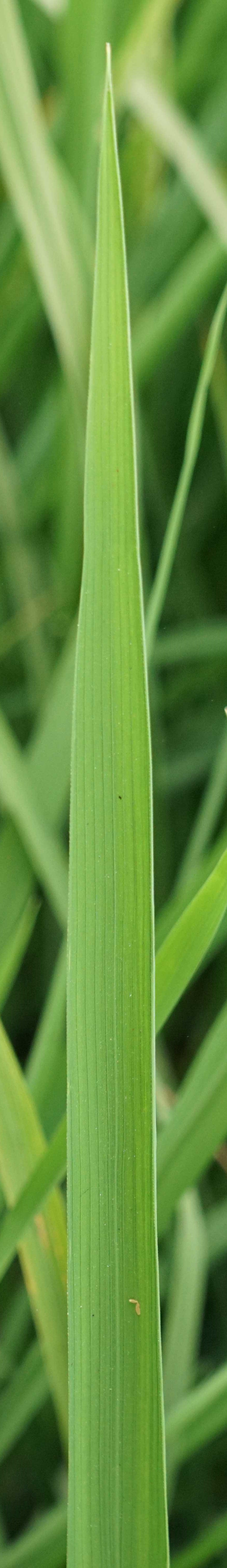 train.v2 Object Detection Dataset and Pre-Trained Model by IoTProject