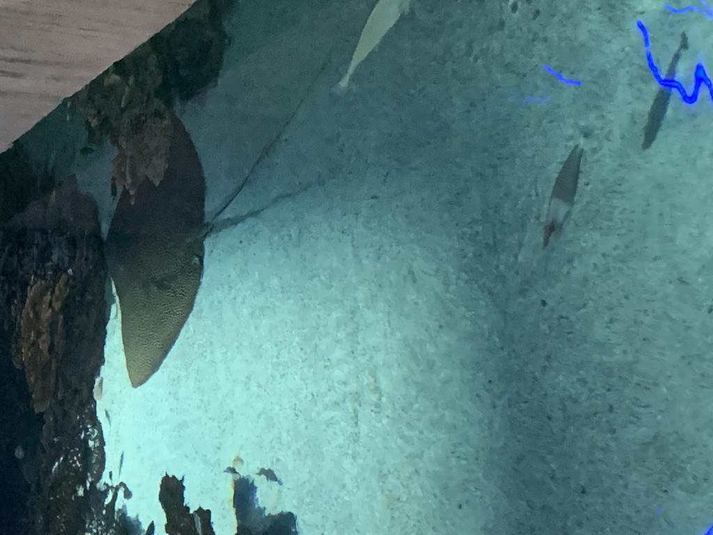 Underwater Object Detection Object Detection Dataset And Pre Trained